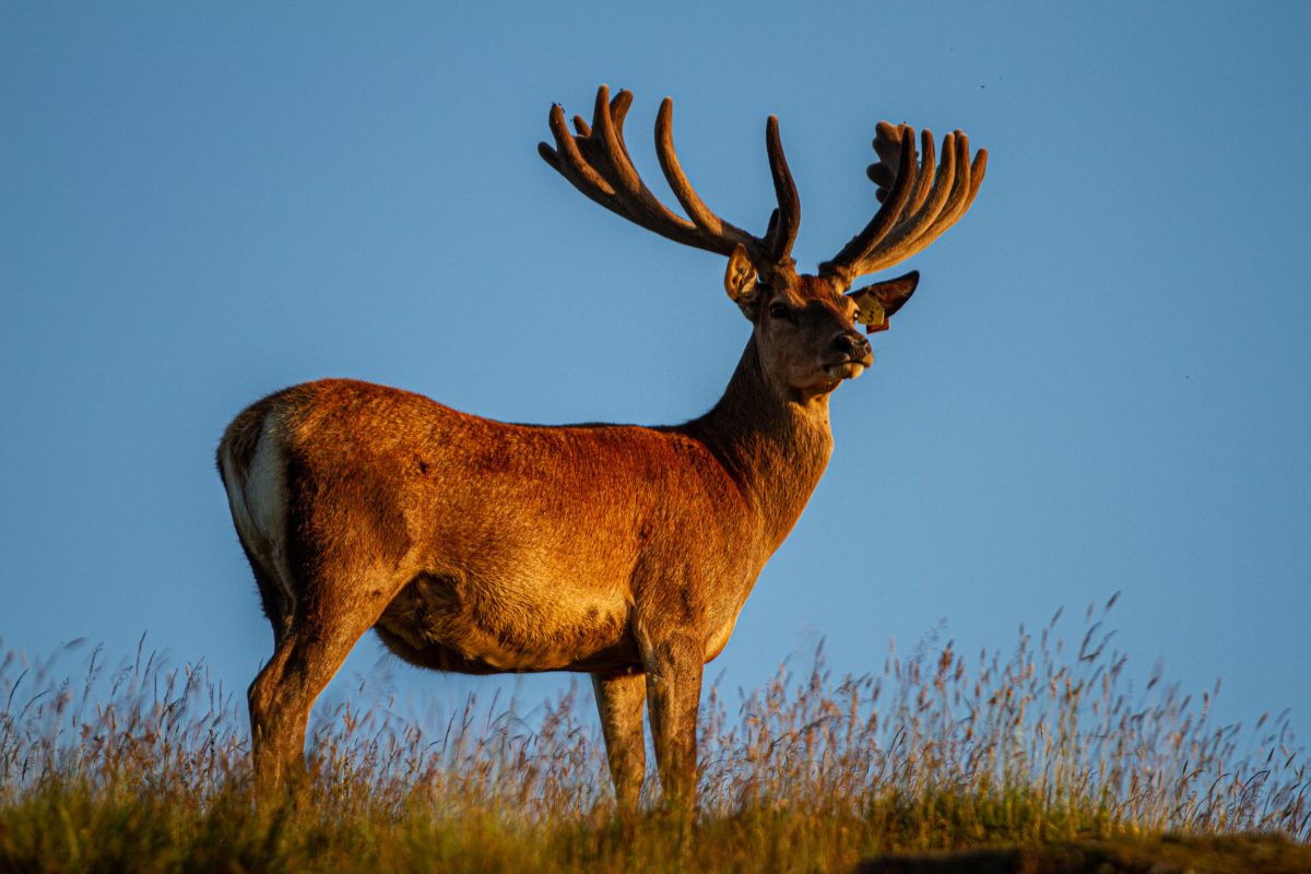Venison – Red Deer - Barwhillanty Estate